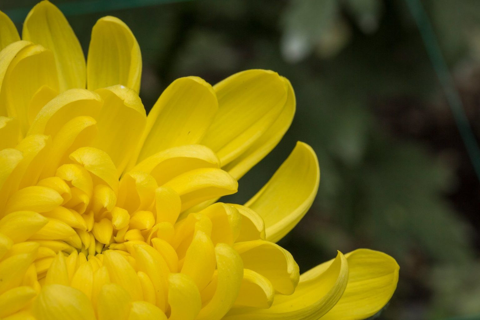 Disbuds – Vegaflor