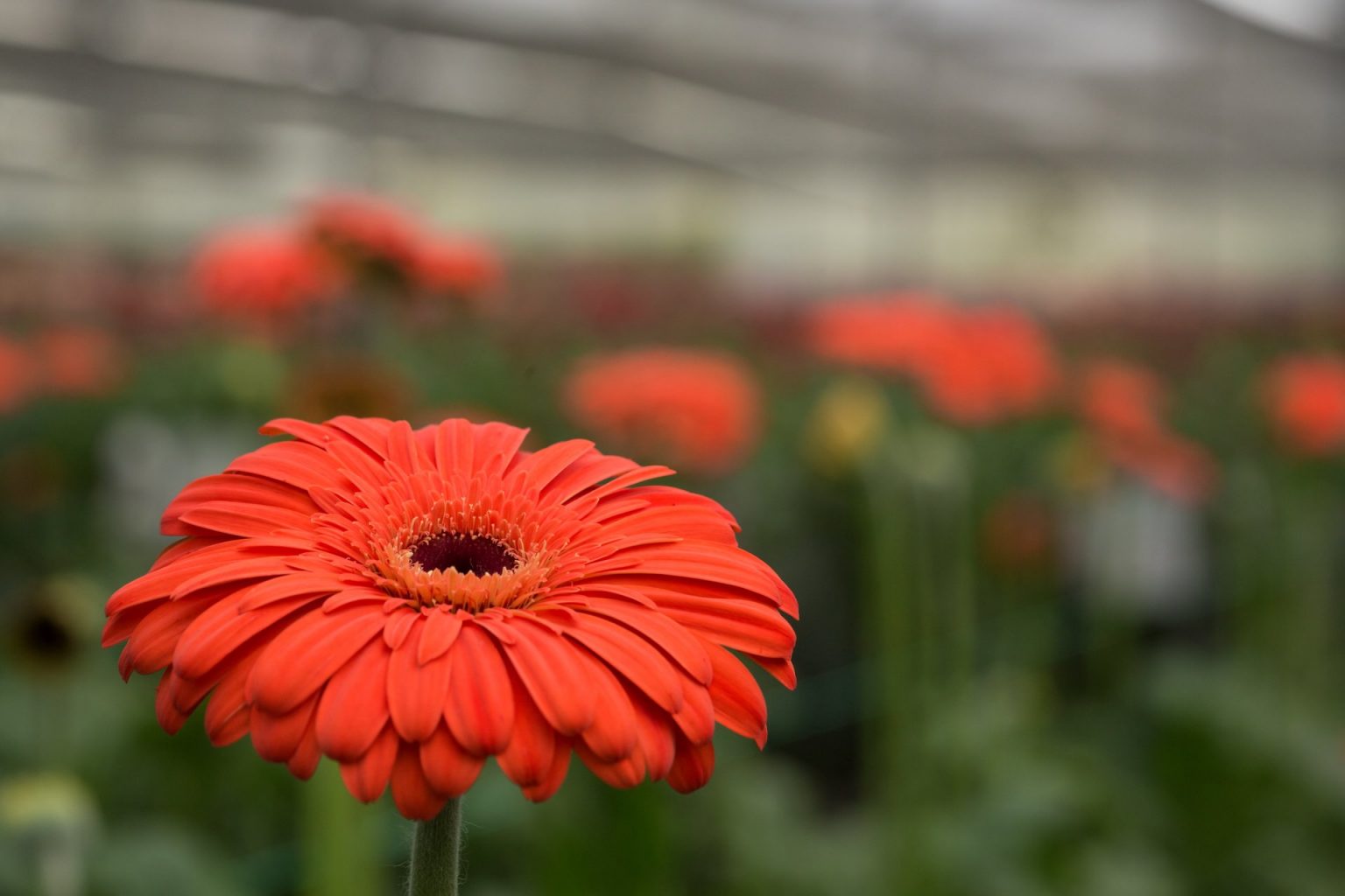 Gerberas – Vegaflor